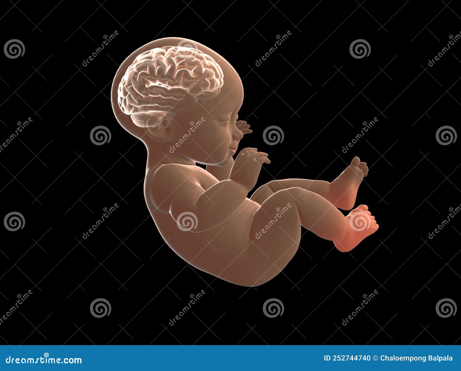Brain of Baby X-ray Graphic. Stock Illustration - Illustration of ...
