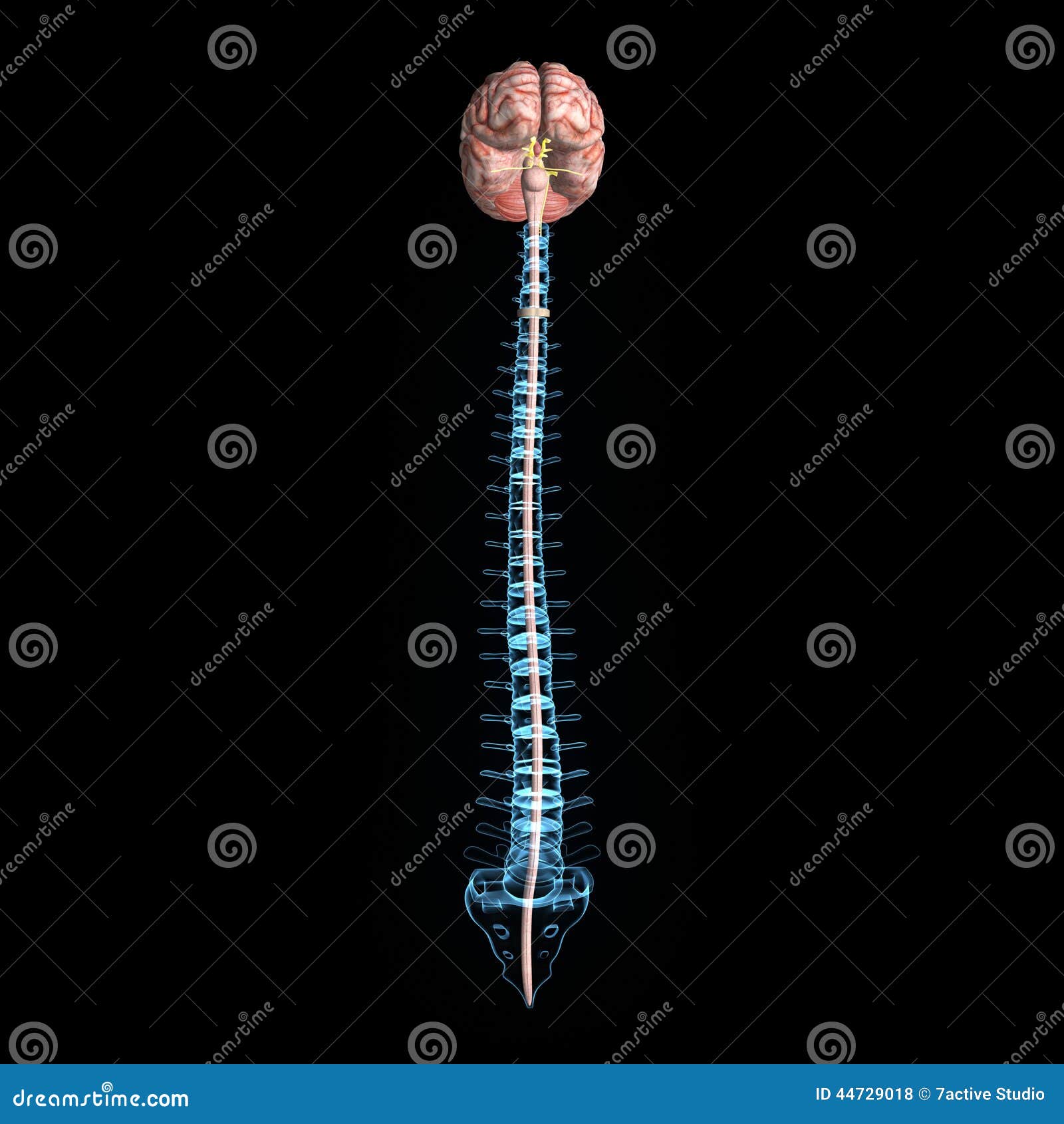 Brain with backbone stock illustration. Illustration of brainy - 44729018