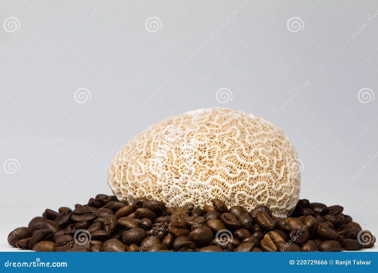 Bean for the Brain stock photo. Image of close, coffee - 220729666