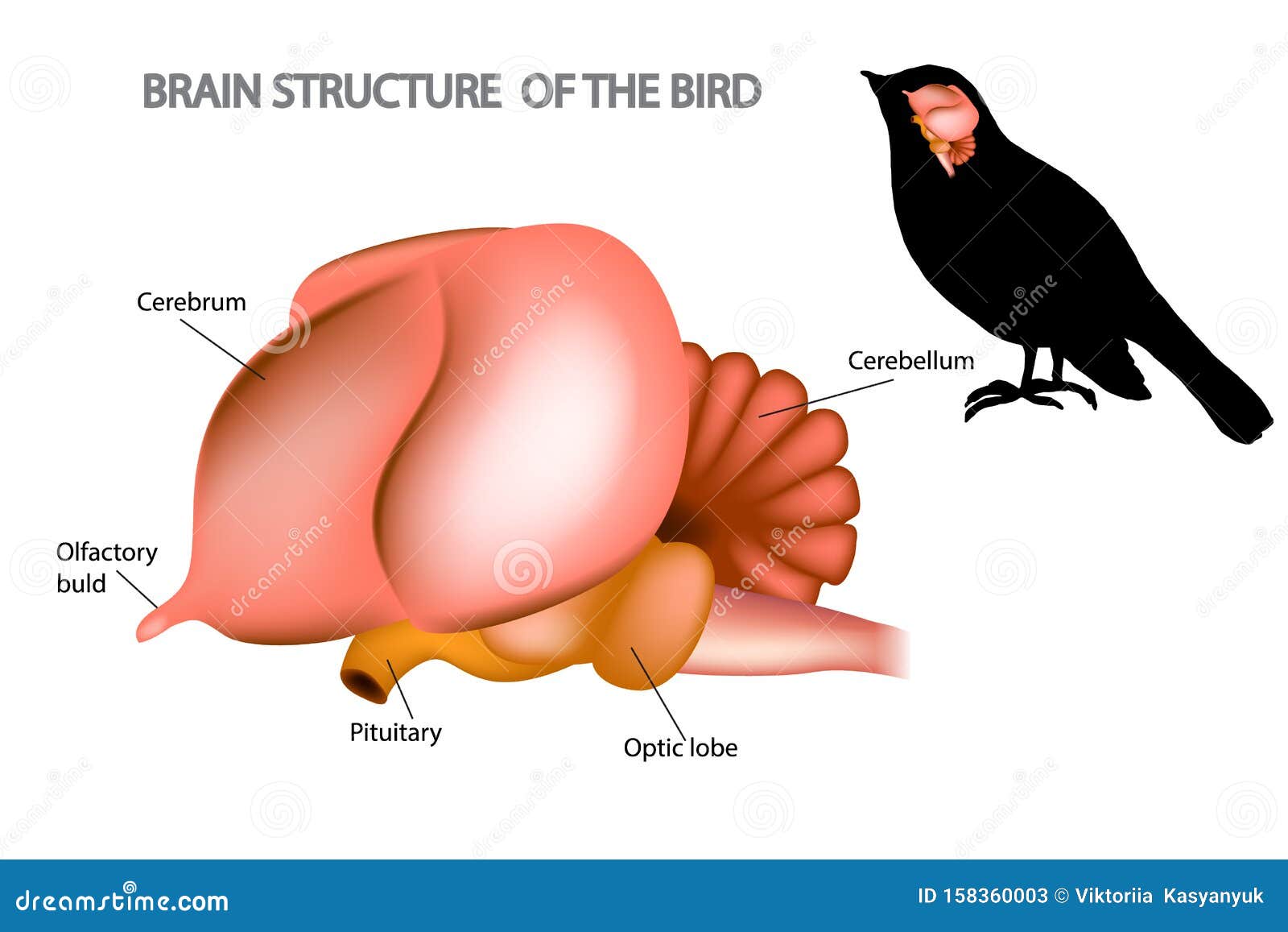 The Brain of Birds. stock vector. Illustration of science - 158360003