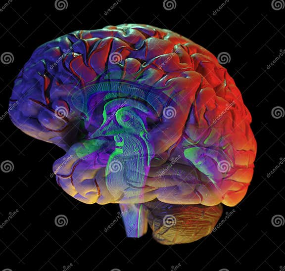 Brain on black stock illustration. Illustration of brainstem - 968265