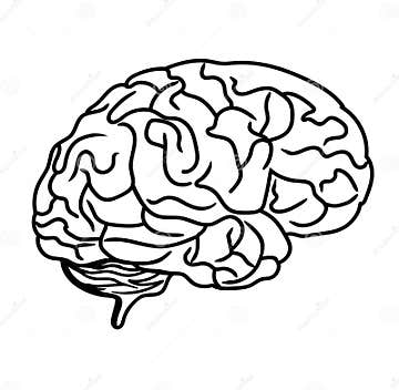 Brain black line drawing stock vector. Illustration of organ - 219264327