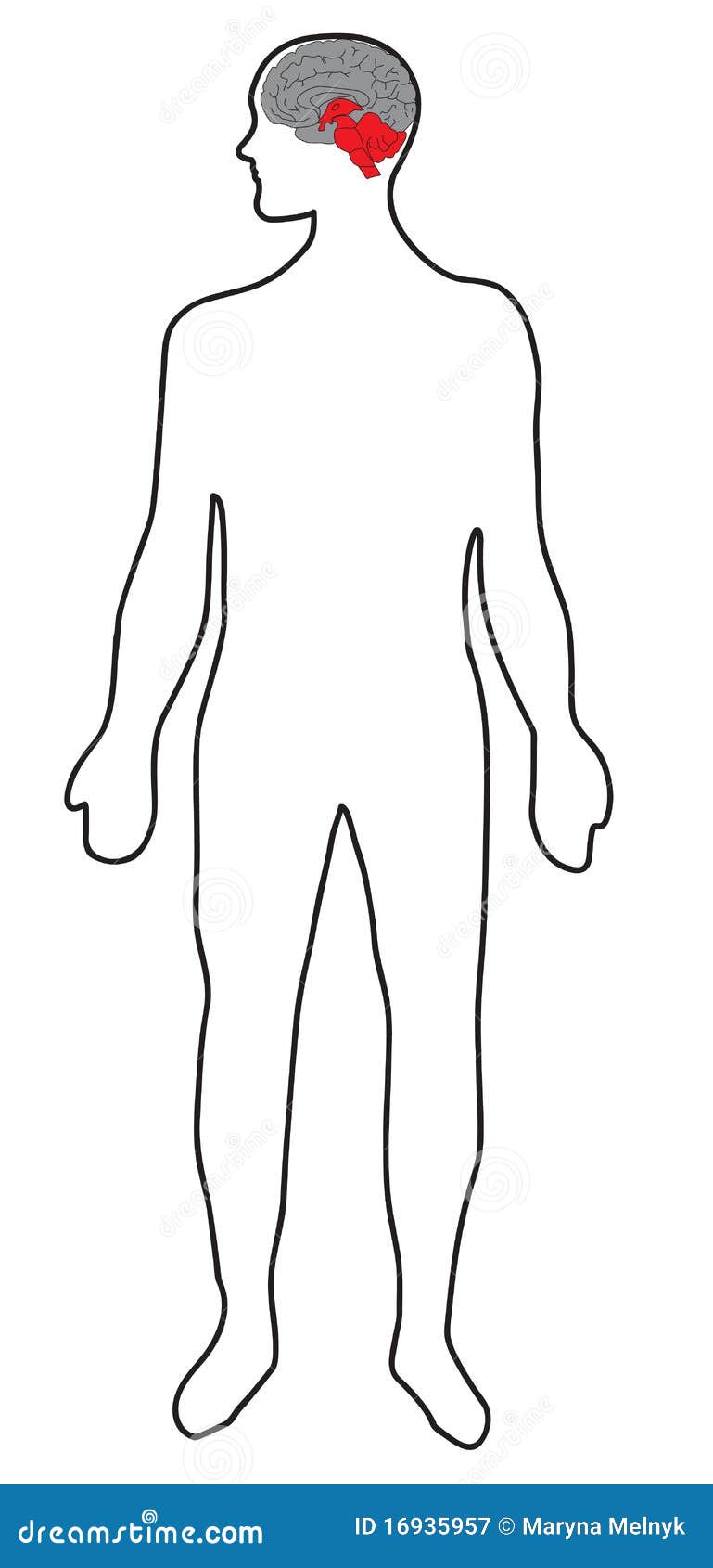 Brain in a body stock vector. Illustration of nervous - 16935957