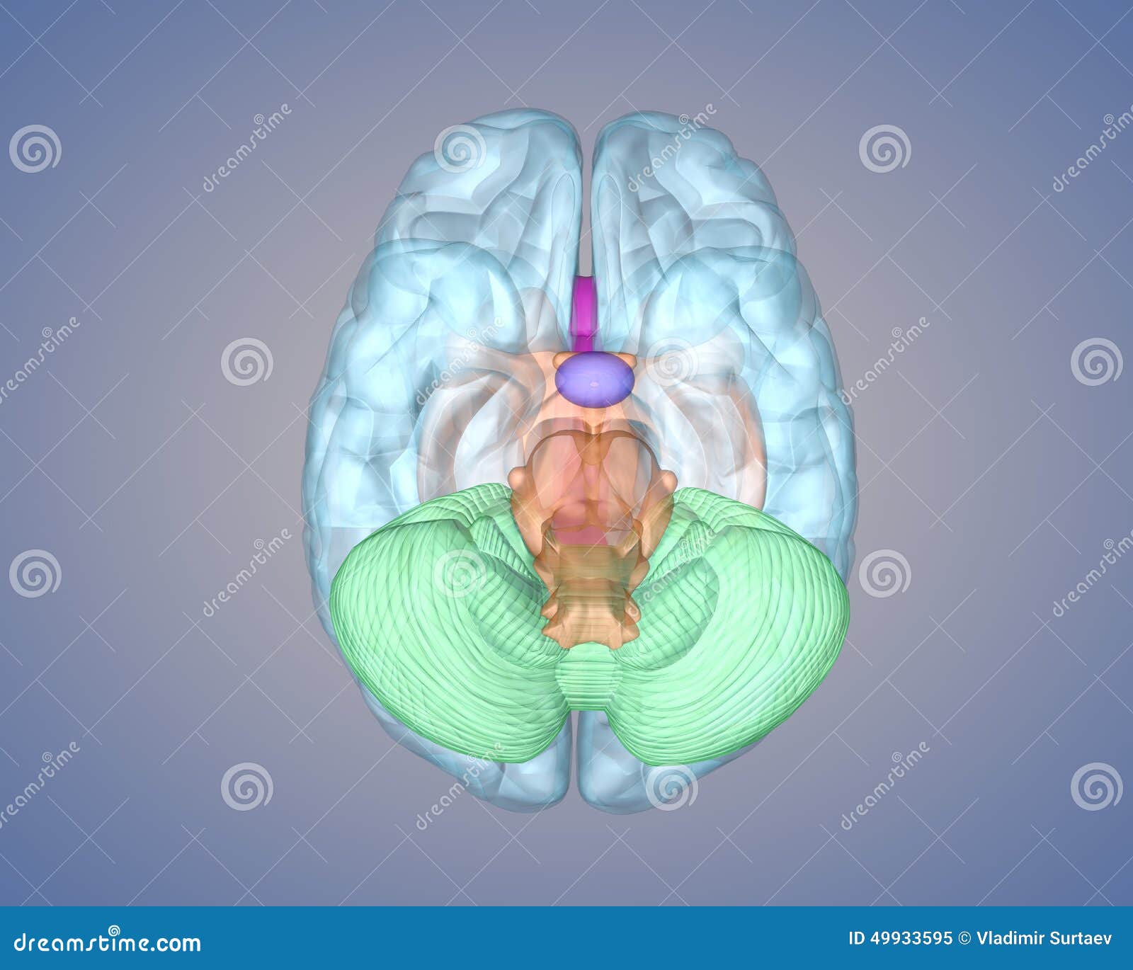 Brain bottom view stock illustration. Illustration of shape - 49933595