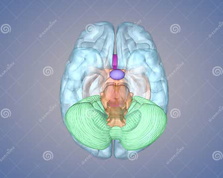 Brain bottom view stock illustration. Illustration of shape - 49933595