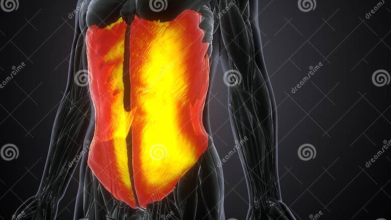 Male Human Body Stomach Anatomy System. 3d Illustration Stock ...