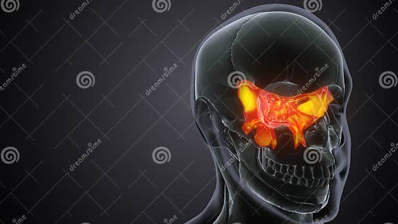 Human Male Nerves Anatomy System. 3d Illustration Stock Illustration ...