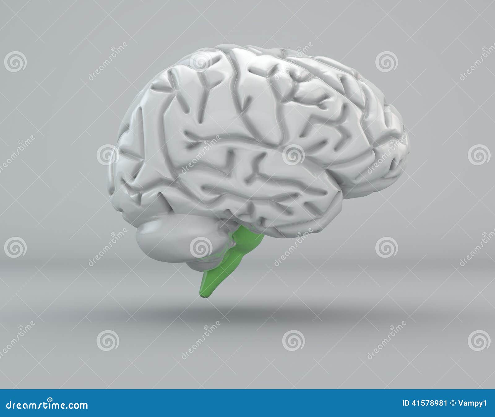 Brain, Bulb, Medulla Oblongata, Division Stock Image | CartoonDealer ...