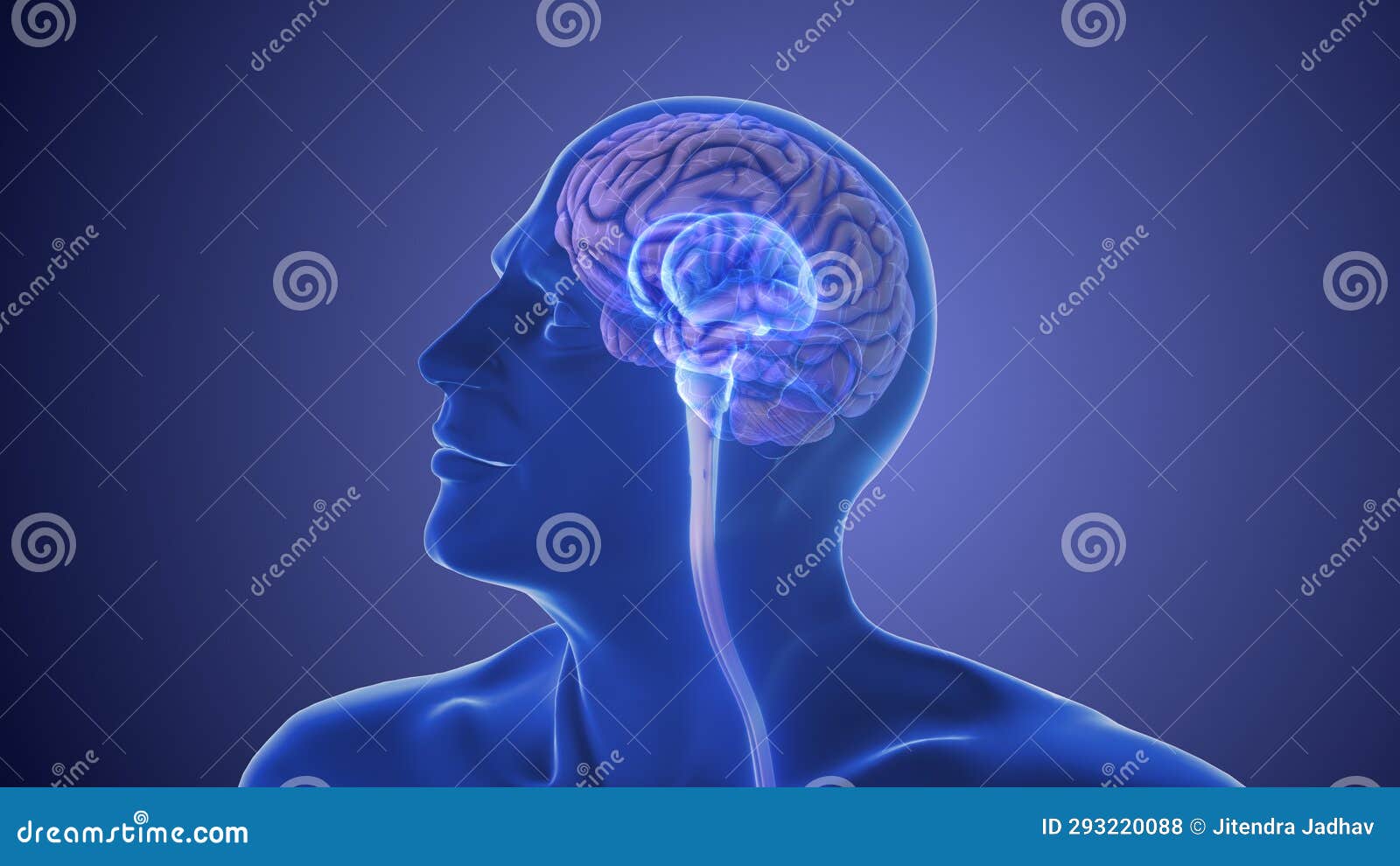 Anatomy of the human brain stock photo. Image of cortex - 293220088