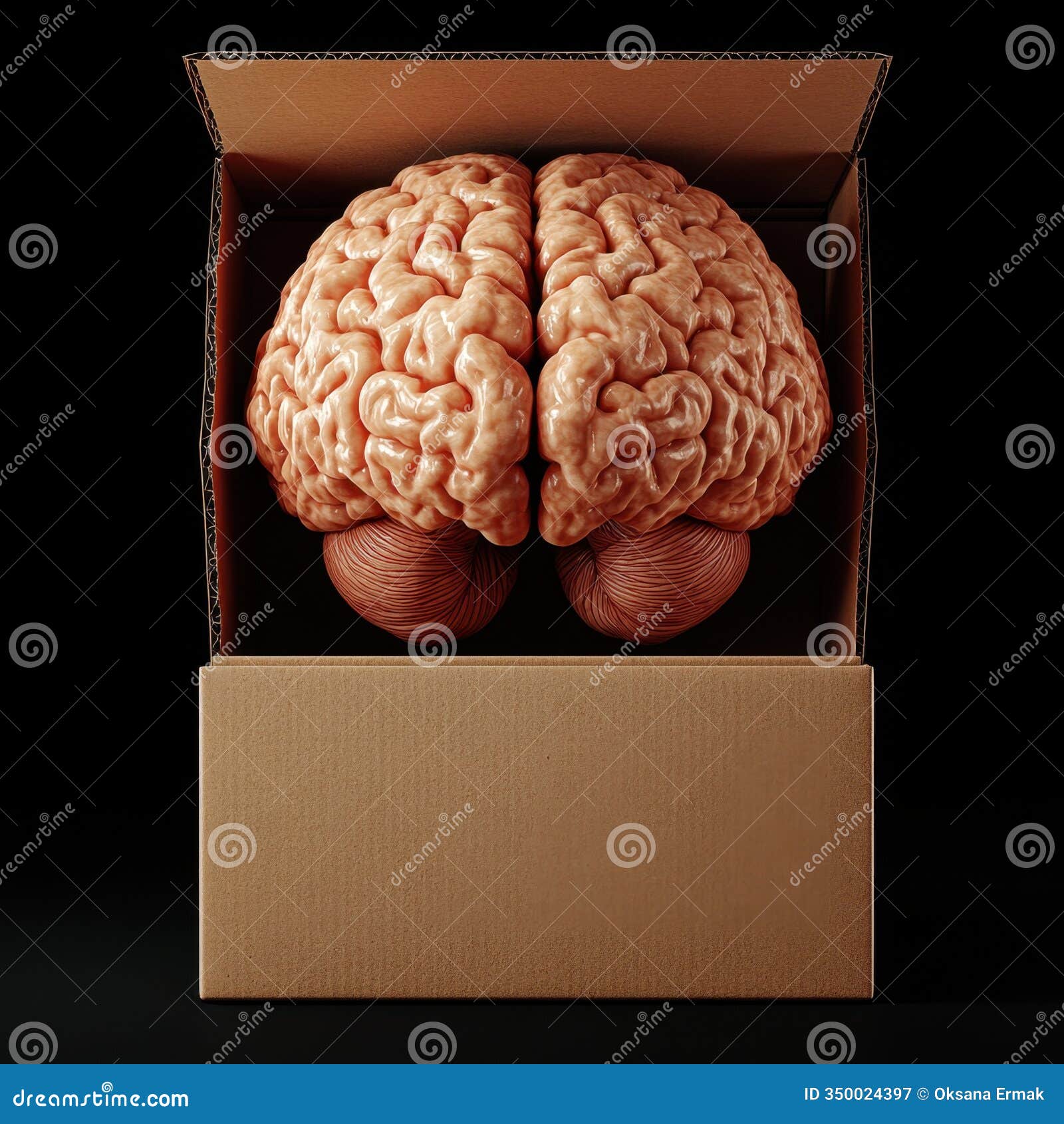 Brain in Cardboard Box Container, Mystery Intelligence Symbol ...
