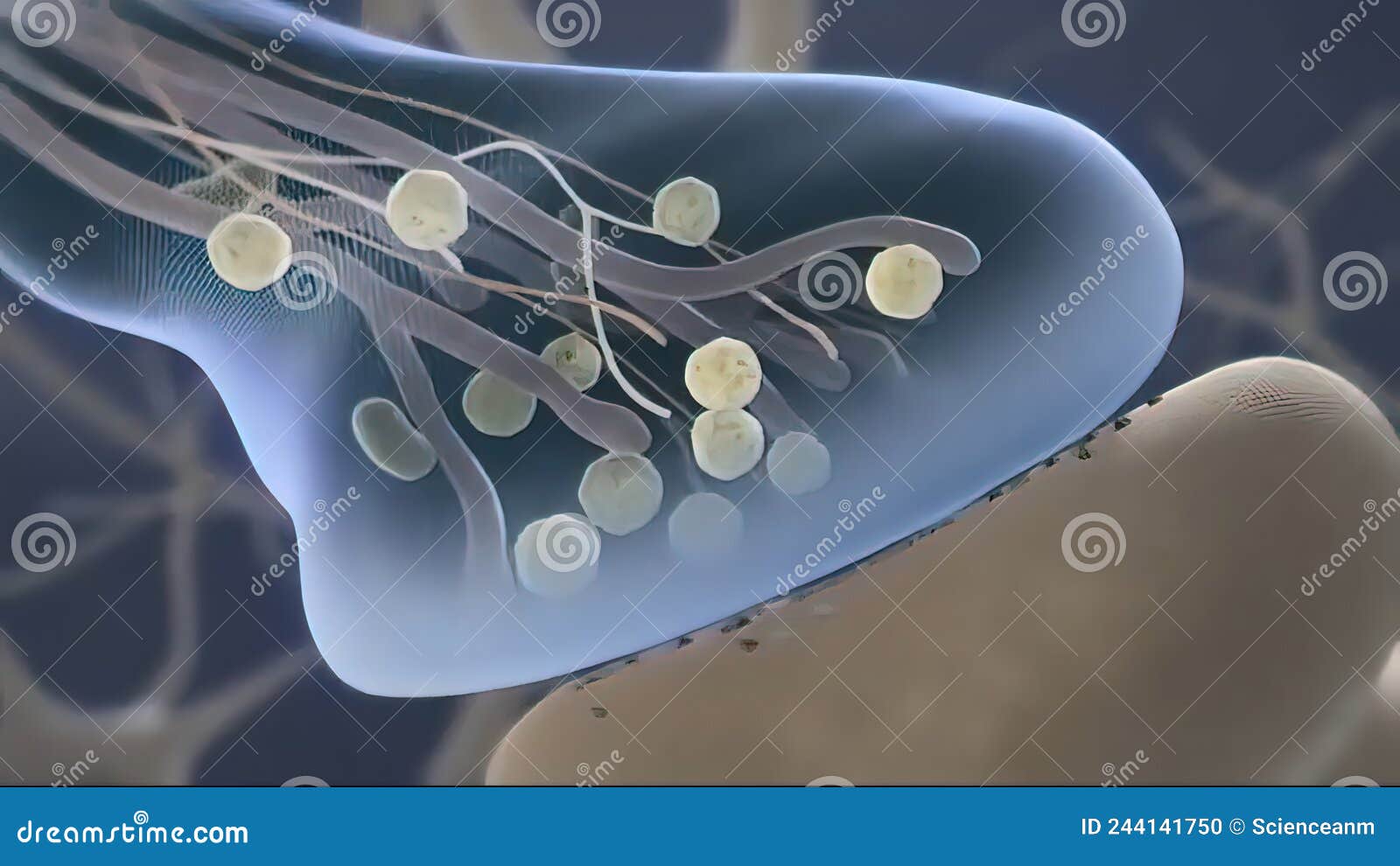 Brain Cell Synapse Showing Chemical Messengers or Neurotransmitters ...