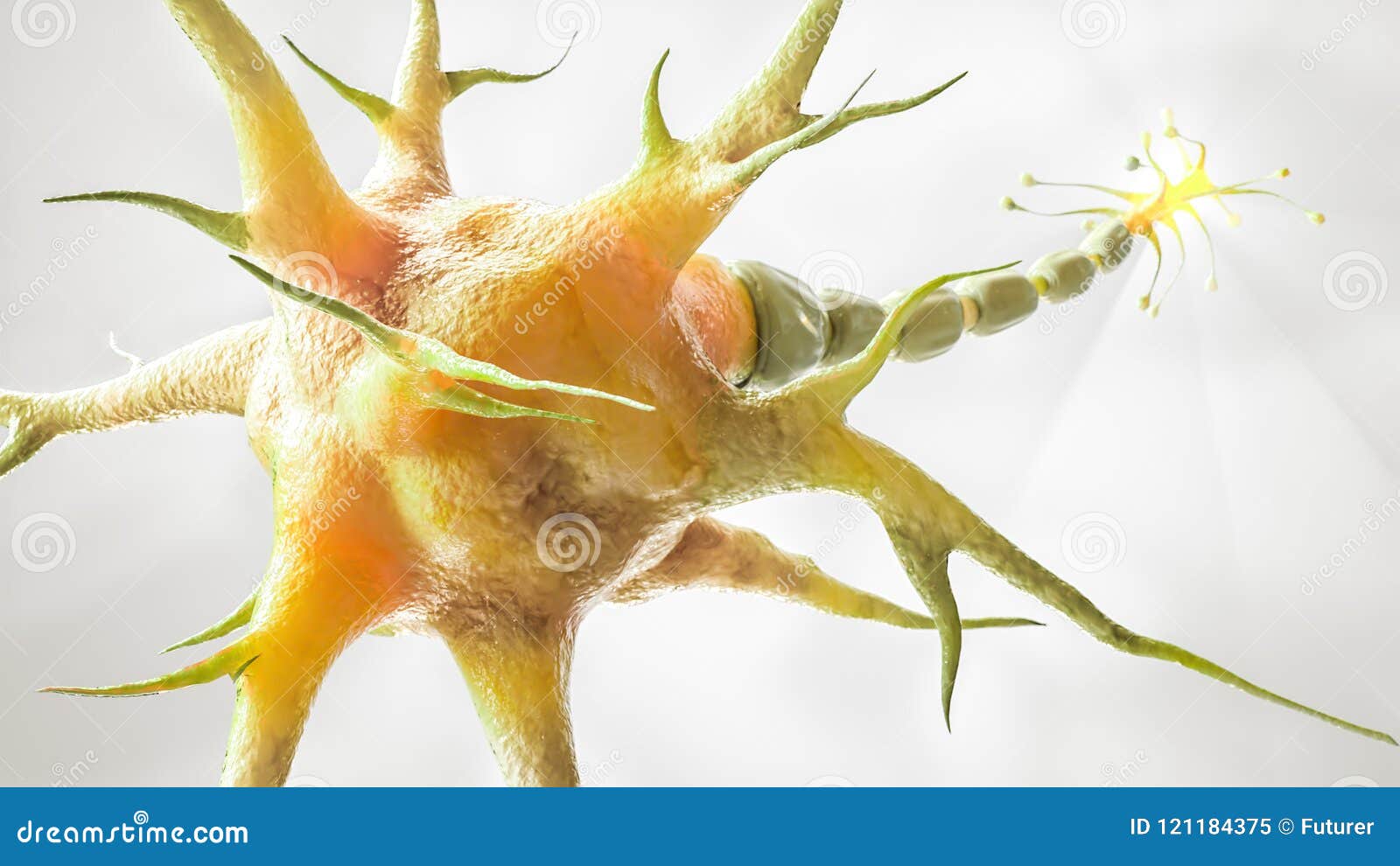 Brain Cell Stock Photo | CartoonDealer.com #33825606