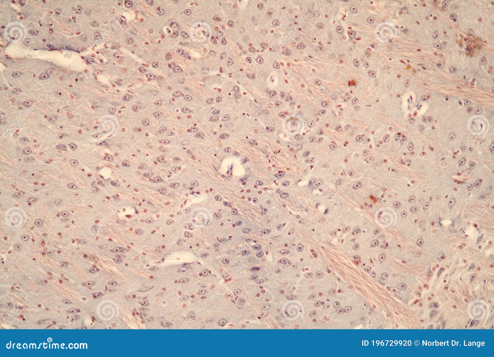 Brain cells tissue stock photo. Image of apparatus, brain - 196729920