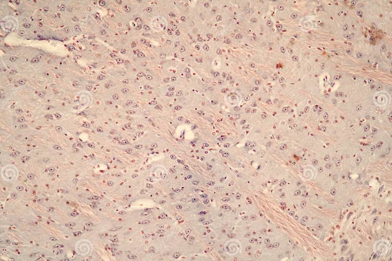 Brain cells tissue stock photo. Image of apparatus, brain - 196729920