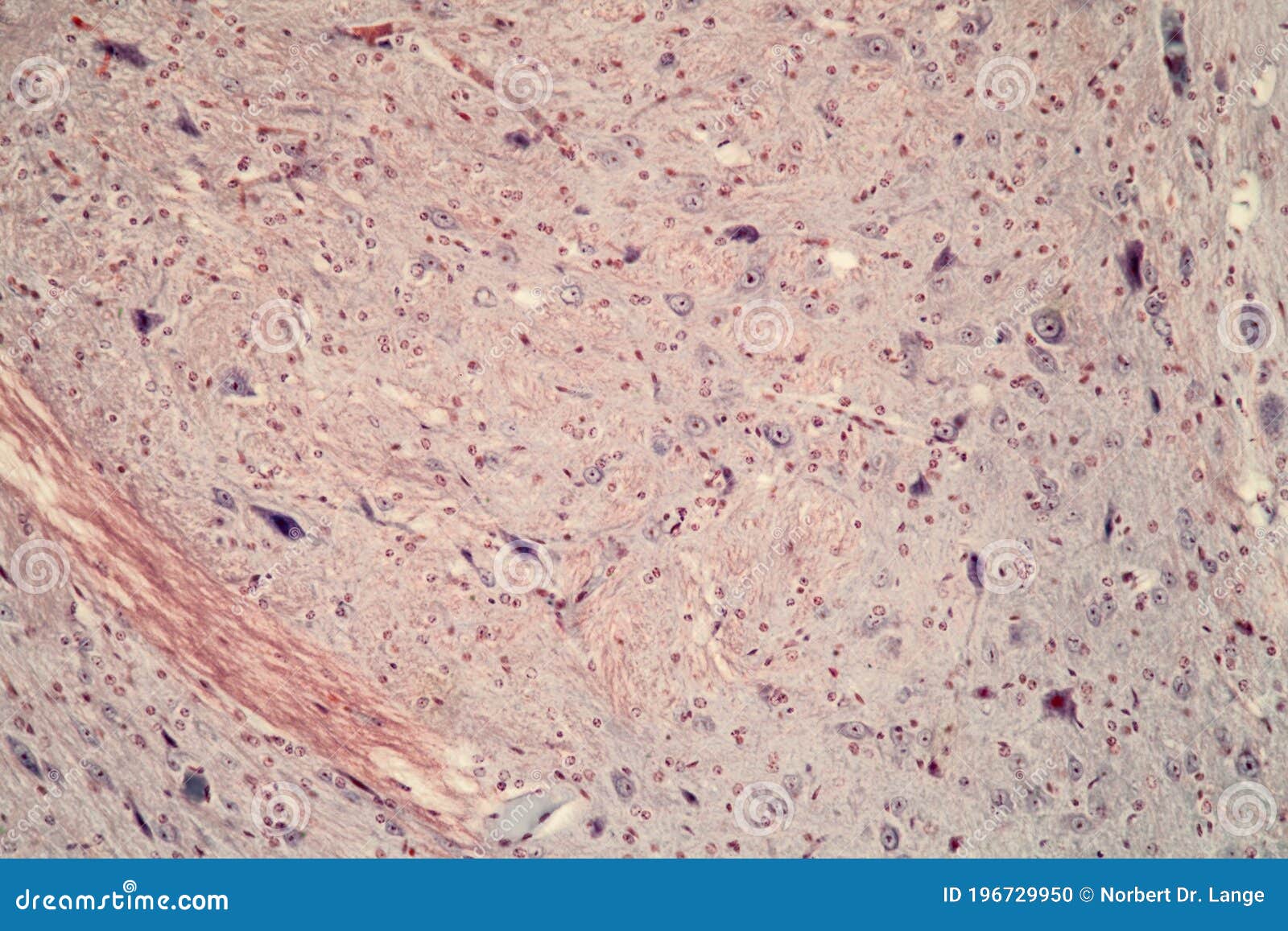 Brain cells tissue stock photo. Image of medicine, brain - 196729950