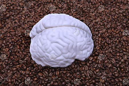 Brain on coffee beans stock photo. Image of anatomical - 33145422