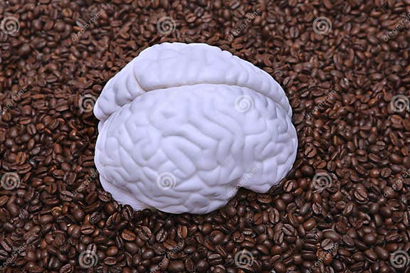 Brain on coffee beans stock photo. Image of anatomical - 33145422