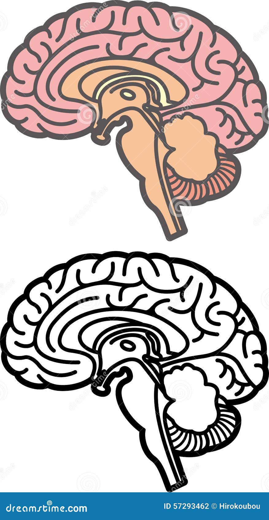 Brain stock illustration. Illustration of medulla, gland - 57293462