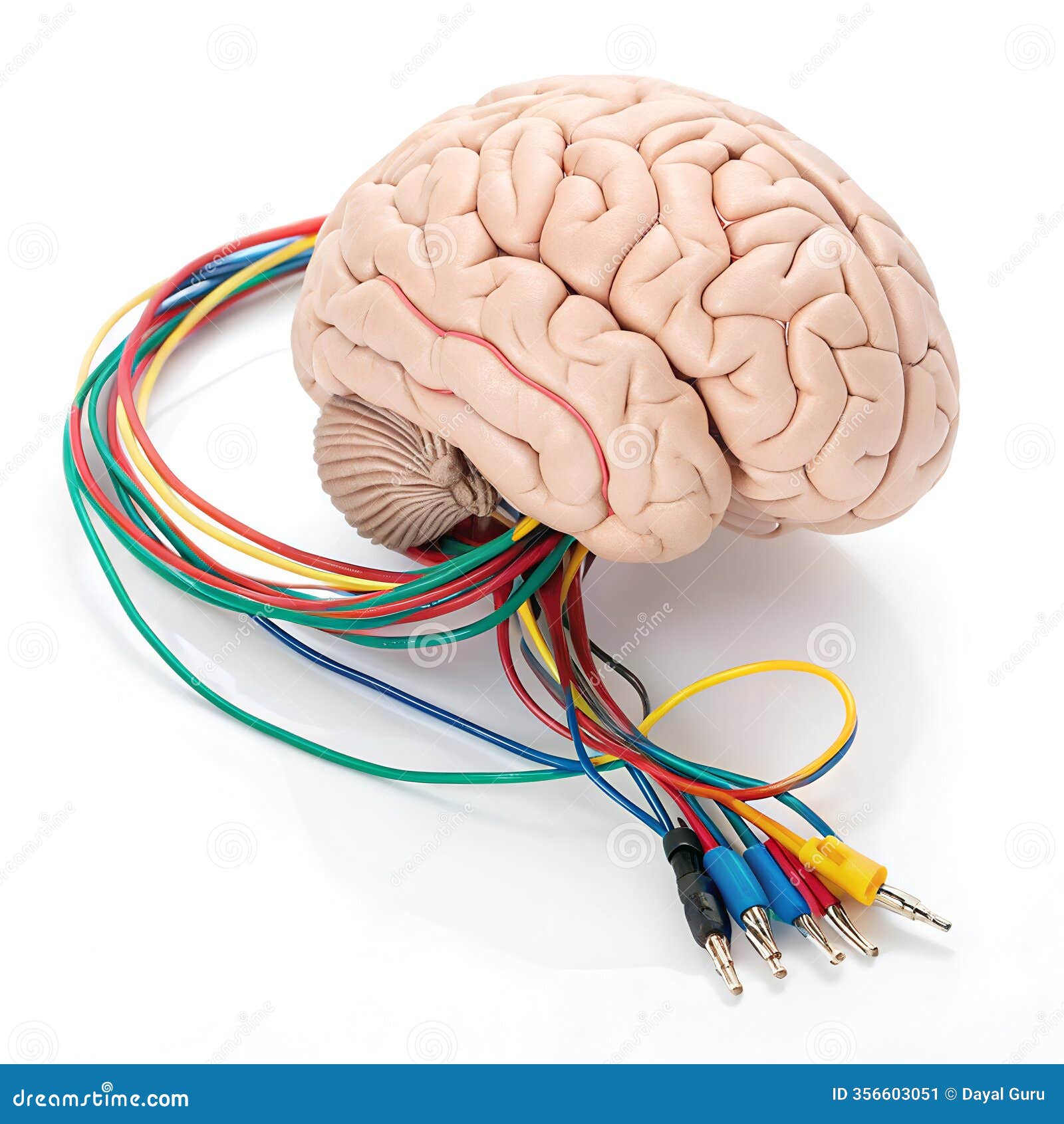 Brain with Colored Wiring stock illustration. Illustration of ...