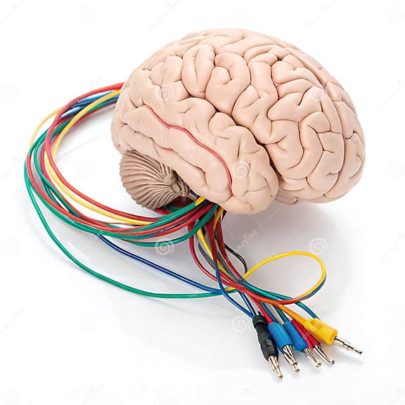 Brain with Colored Wiring stock illustration. Illustration of ...