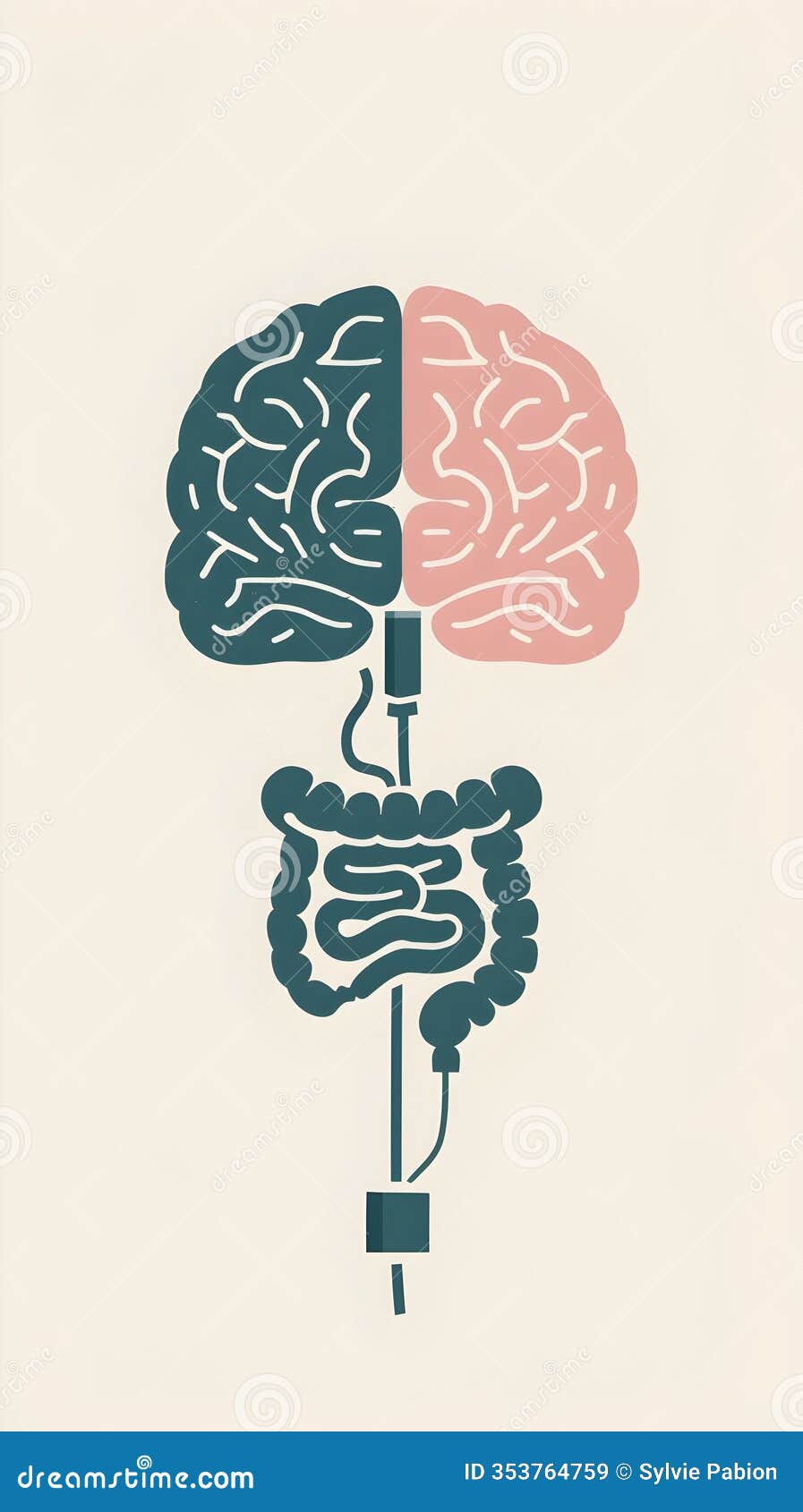 Brain Connected To Intestines Representing Gut-brain Axis Stock ...