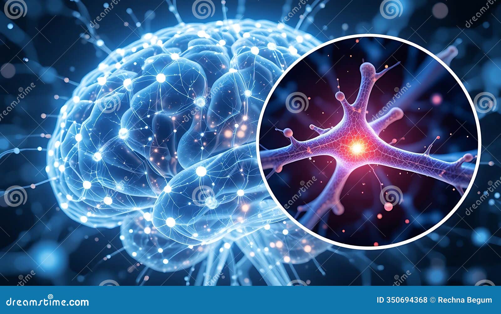 Brain Connectivity and Neurons High-Quality Stock Illustration ...