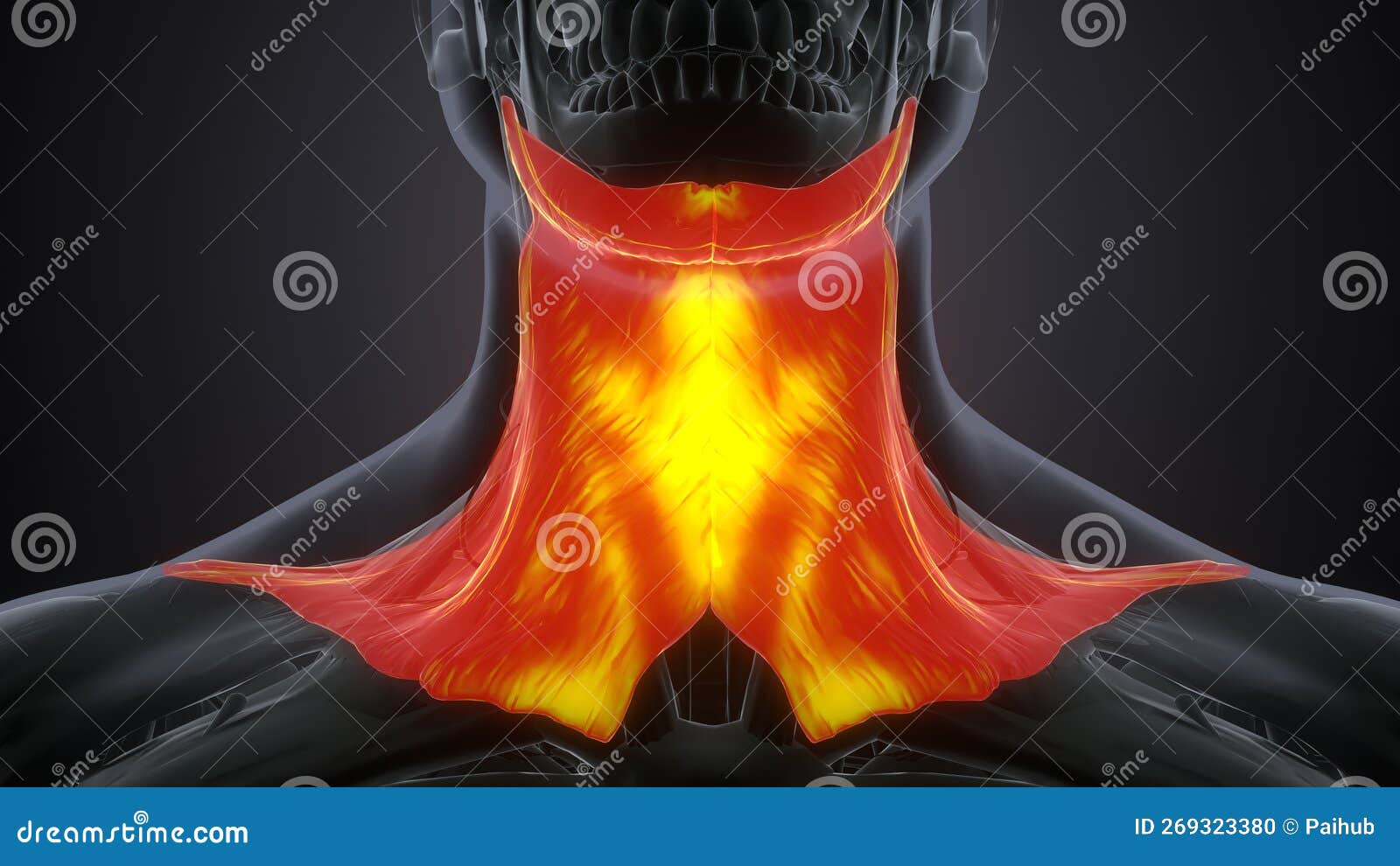 Male Human Body Stomach Anatomy System. 3d Illustration Stock ...