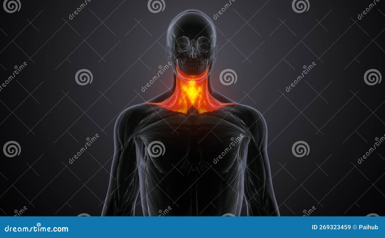 Male Human Body Stomach Anatomy System. 3d Illustration Stock ...