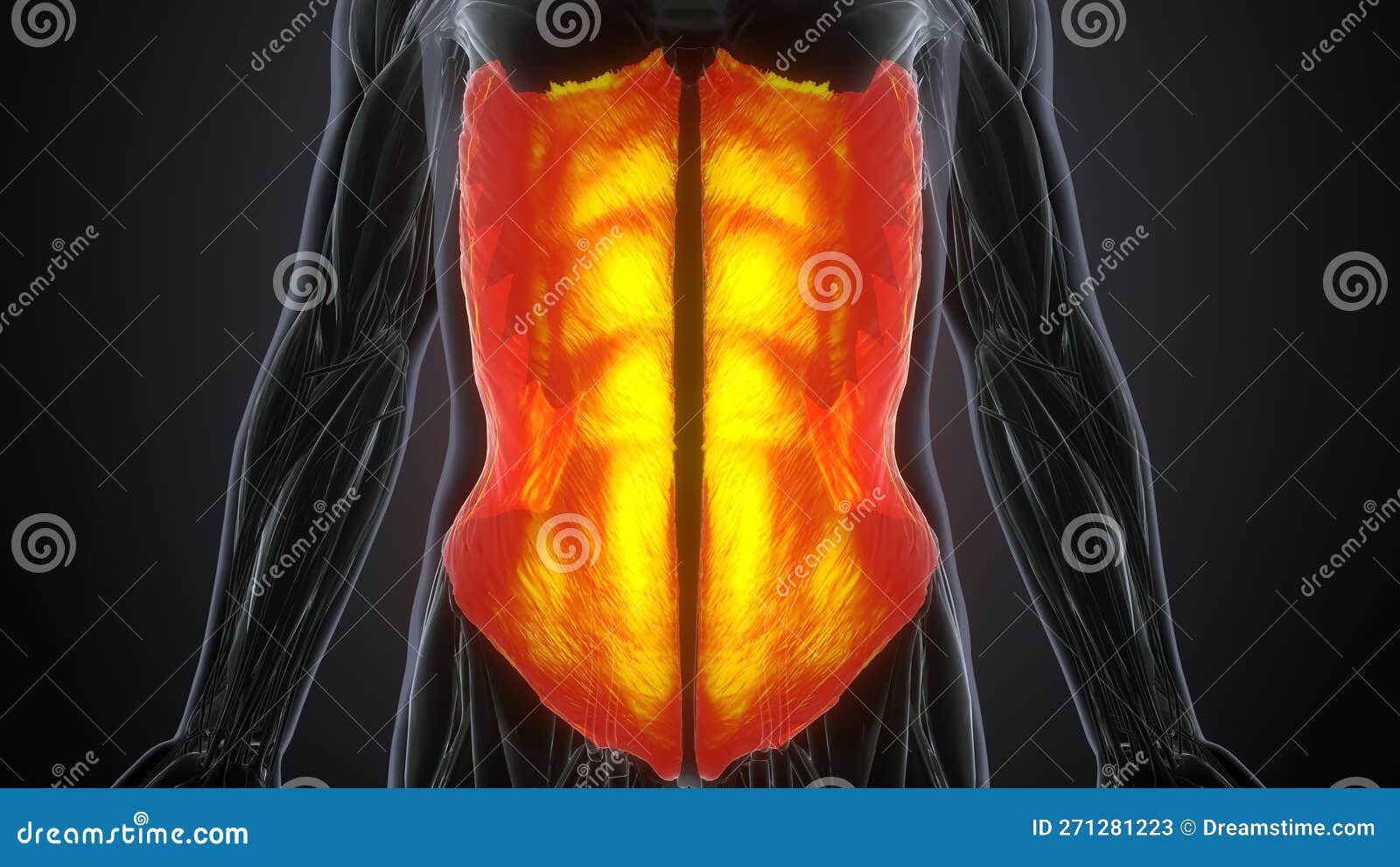 Male Human Body Stomach Anatomy System. 3d Illustration Stock ...