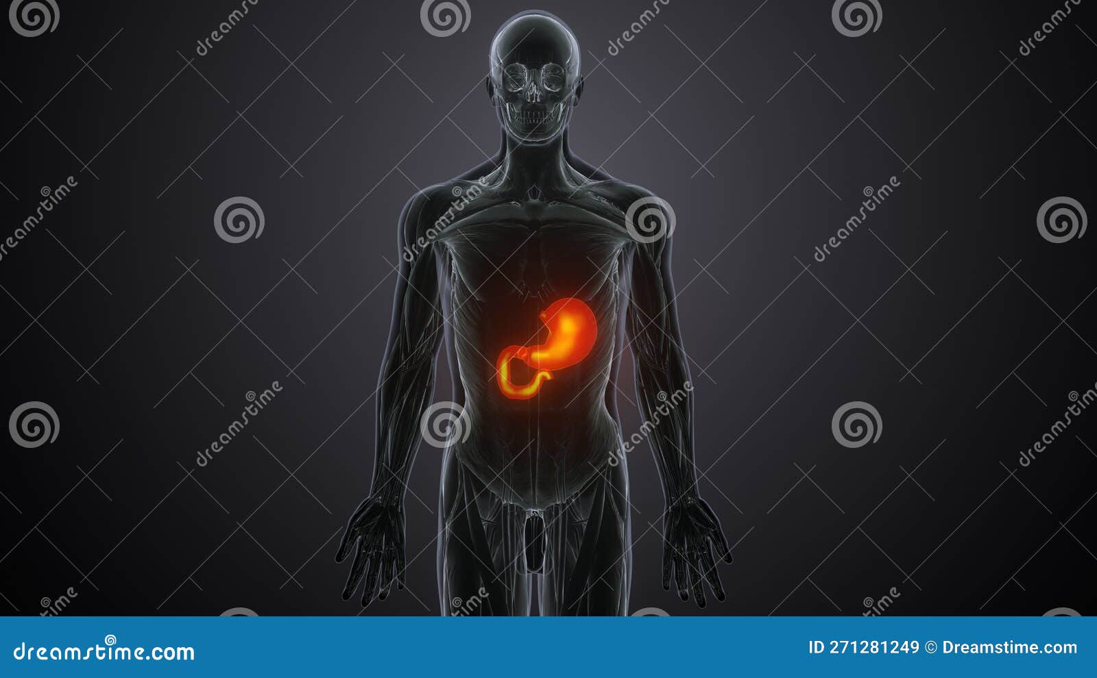 Male Human Body Stomach Anatomy System. 3d Illustration Stock ...