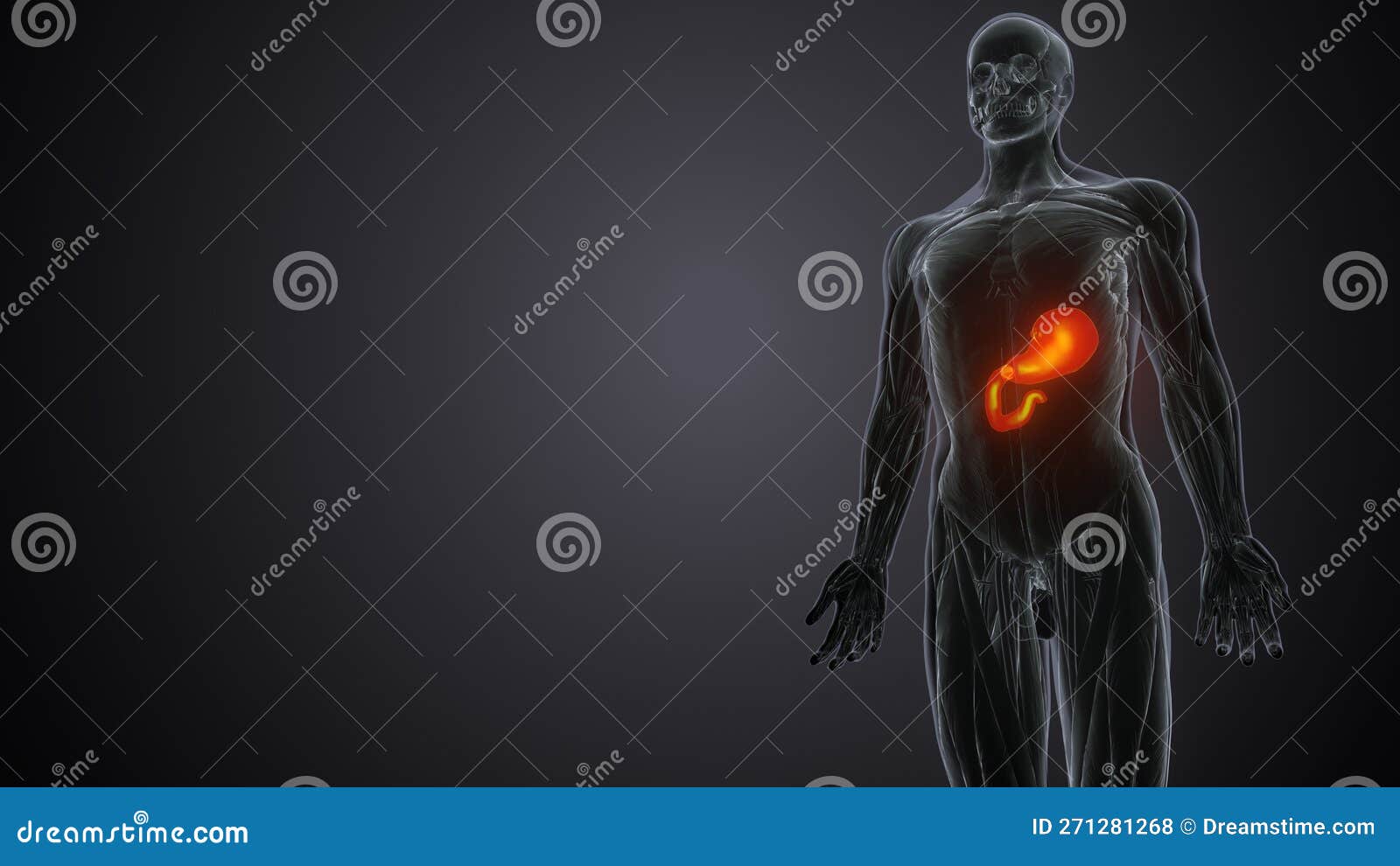 Male Human Body Stomach Anatomy System. 3d Illustration Stock ...