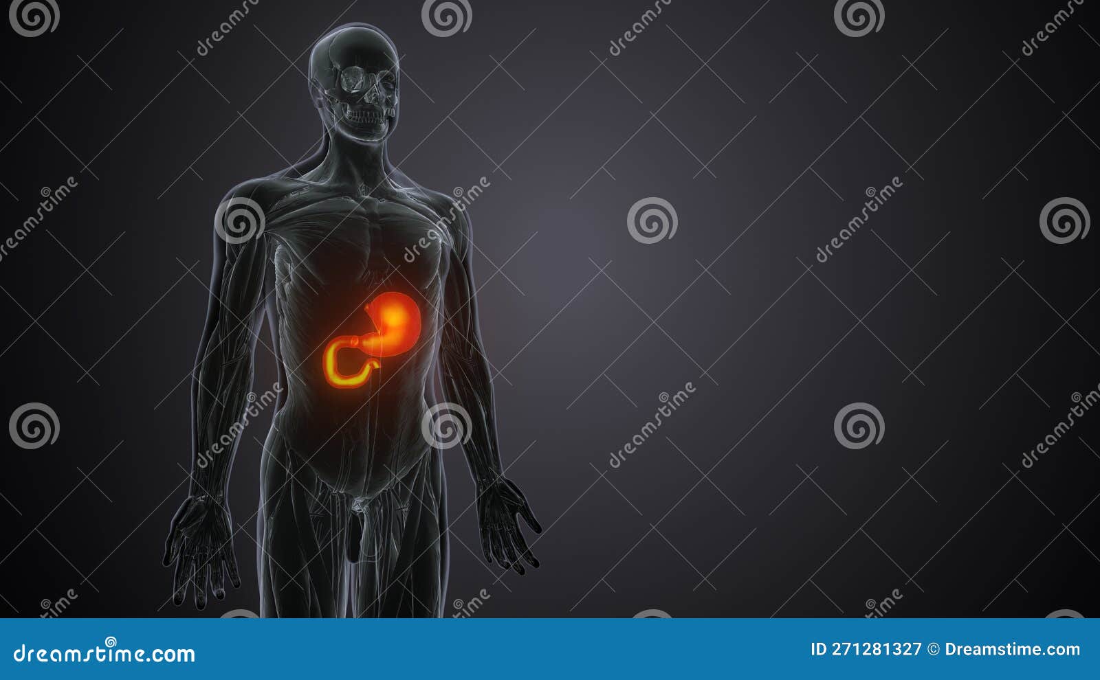 Human Male Nerves Anatomy System. 3d Illustration Stock Illustration ...