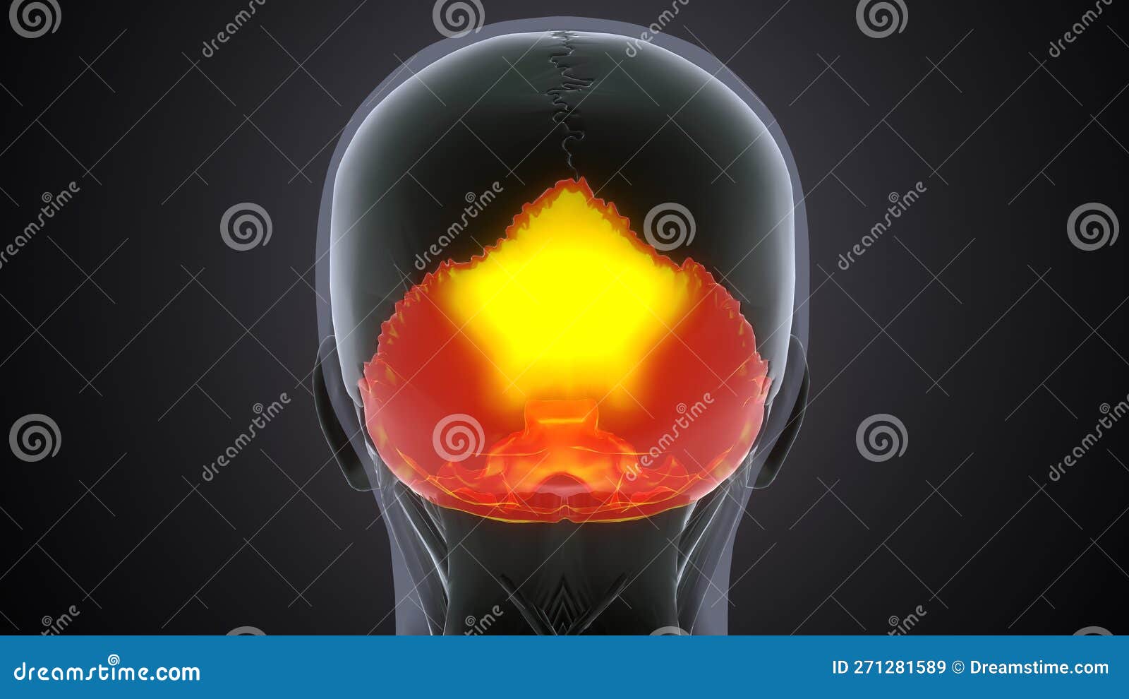 Human Male Nerves Anatomy System. 3d Illustration Stock Illustration ...
