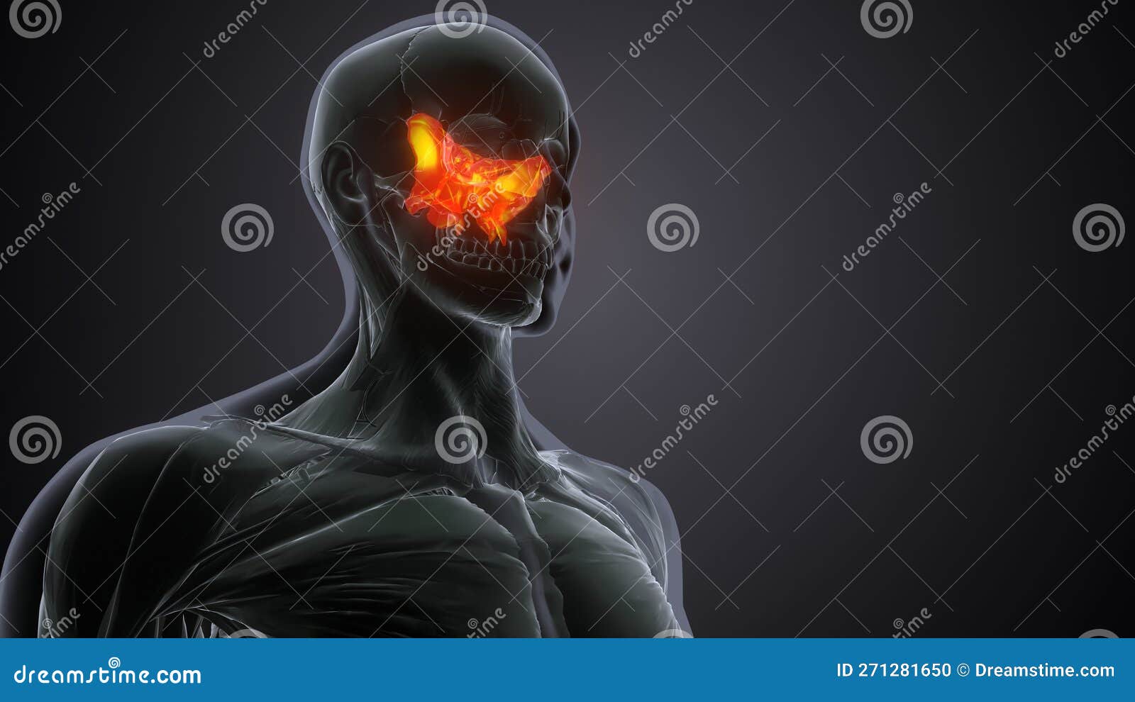Human Male Nerves Anatomy System. 3d Illustration Stock Illustration ...
