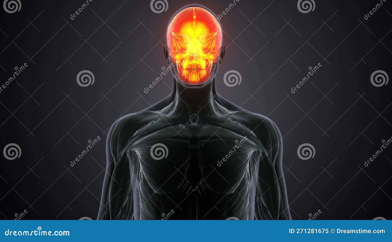 Human Male Nerves Anatomy System. 3d Illustration Stock Illustration ...