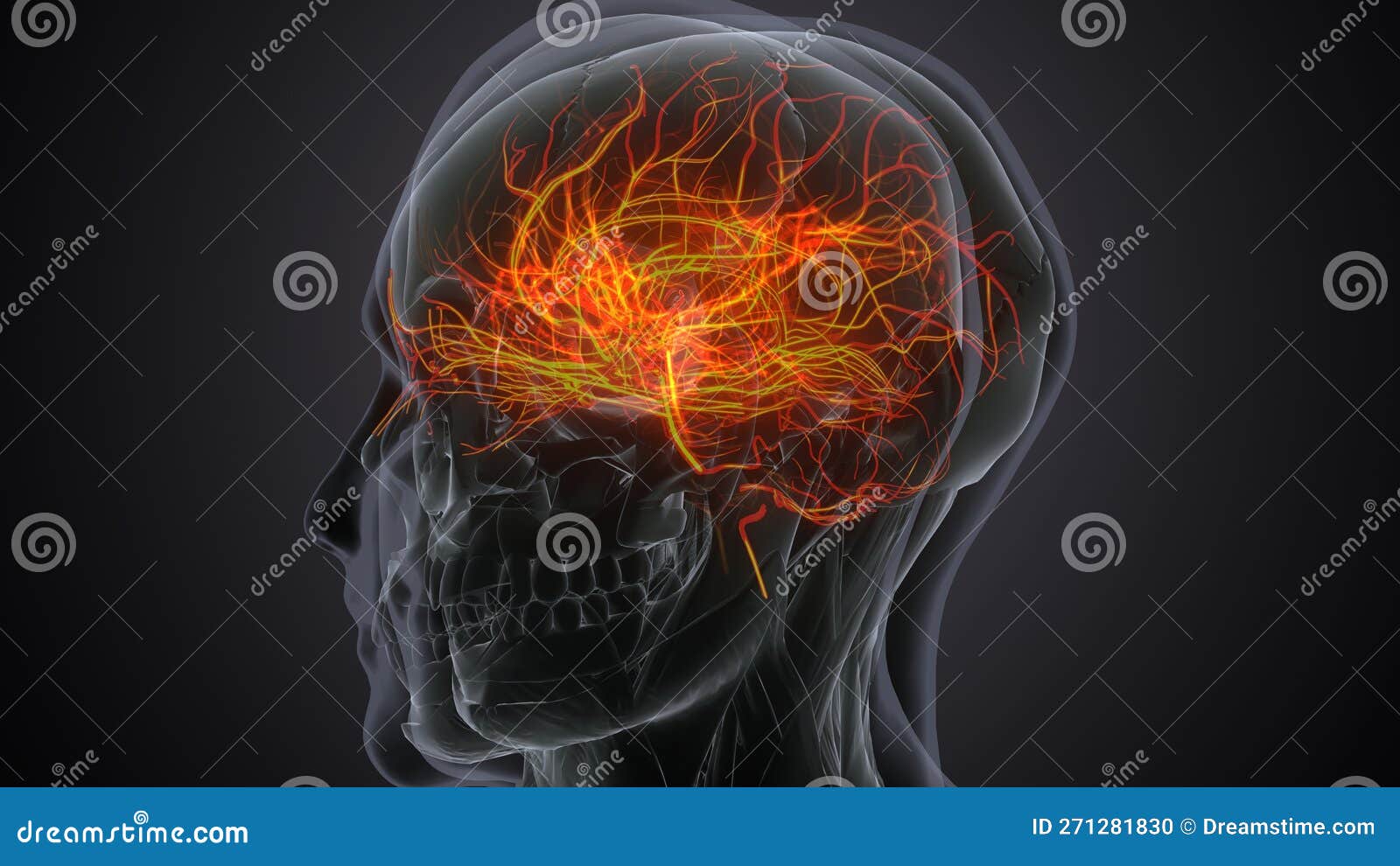 Human Male Nerves Anatomy System. 3d Illustration Stock Illustration ...