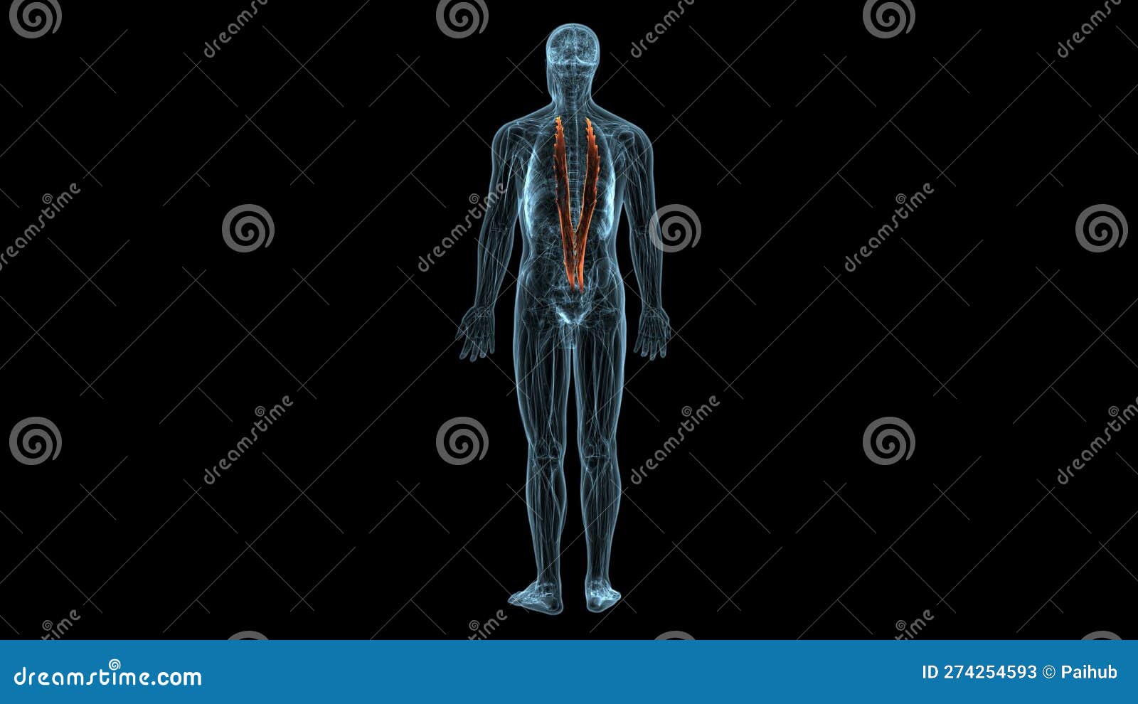 Human Digestive System Organs Anatomy System Stock Video - Video of ...
