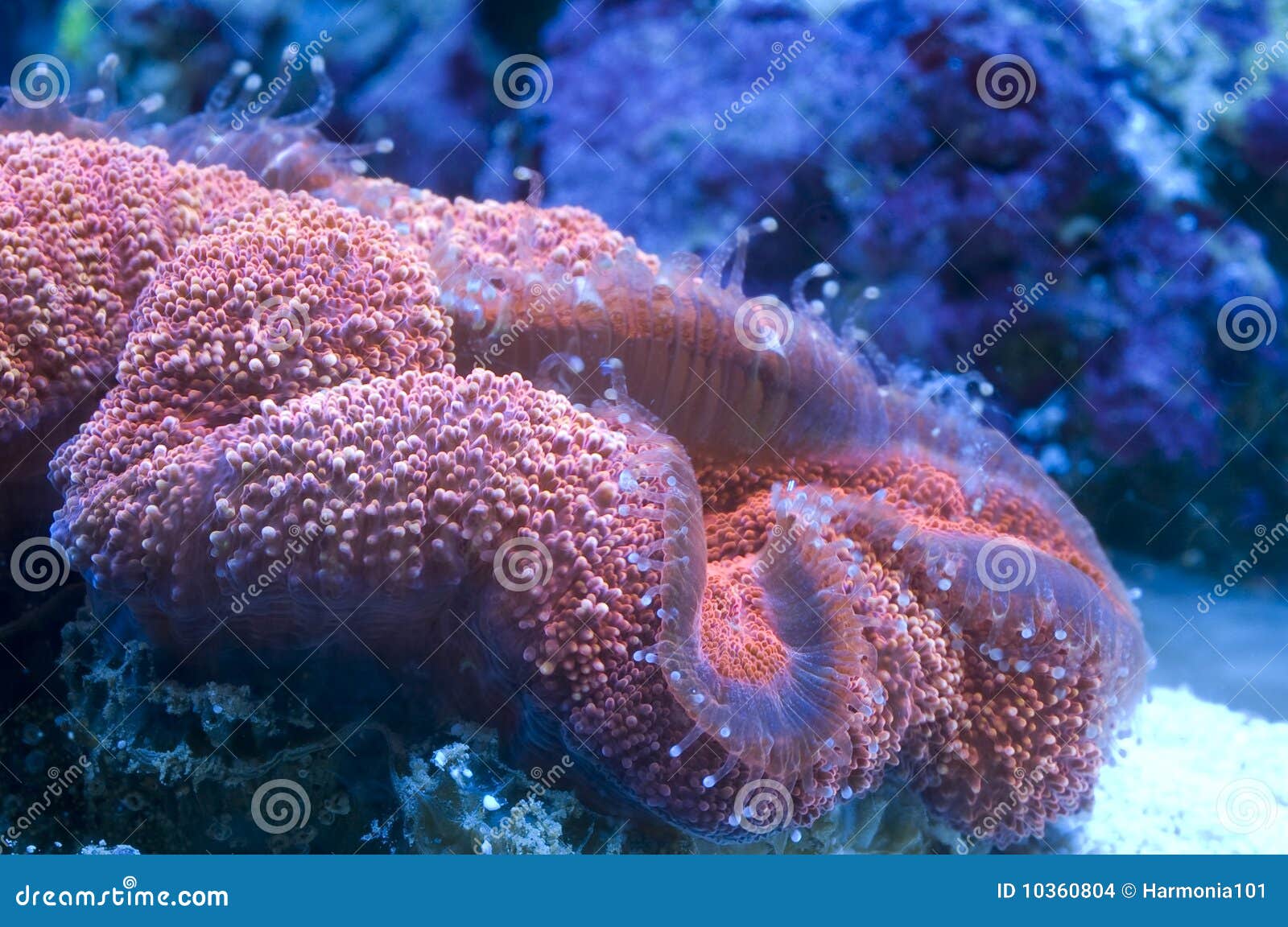 Brain coral stock photo. Image of sticky, florescent - 10360804