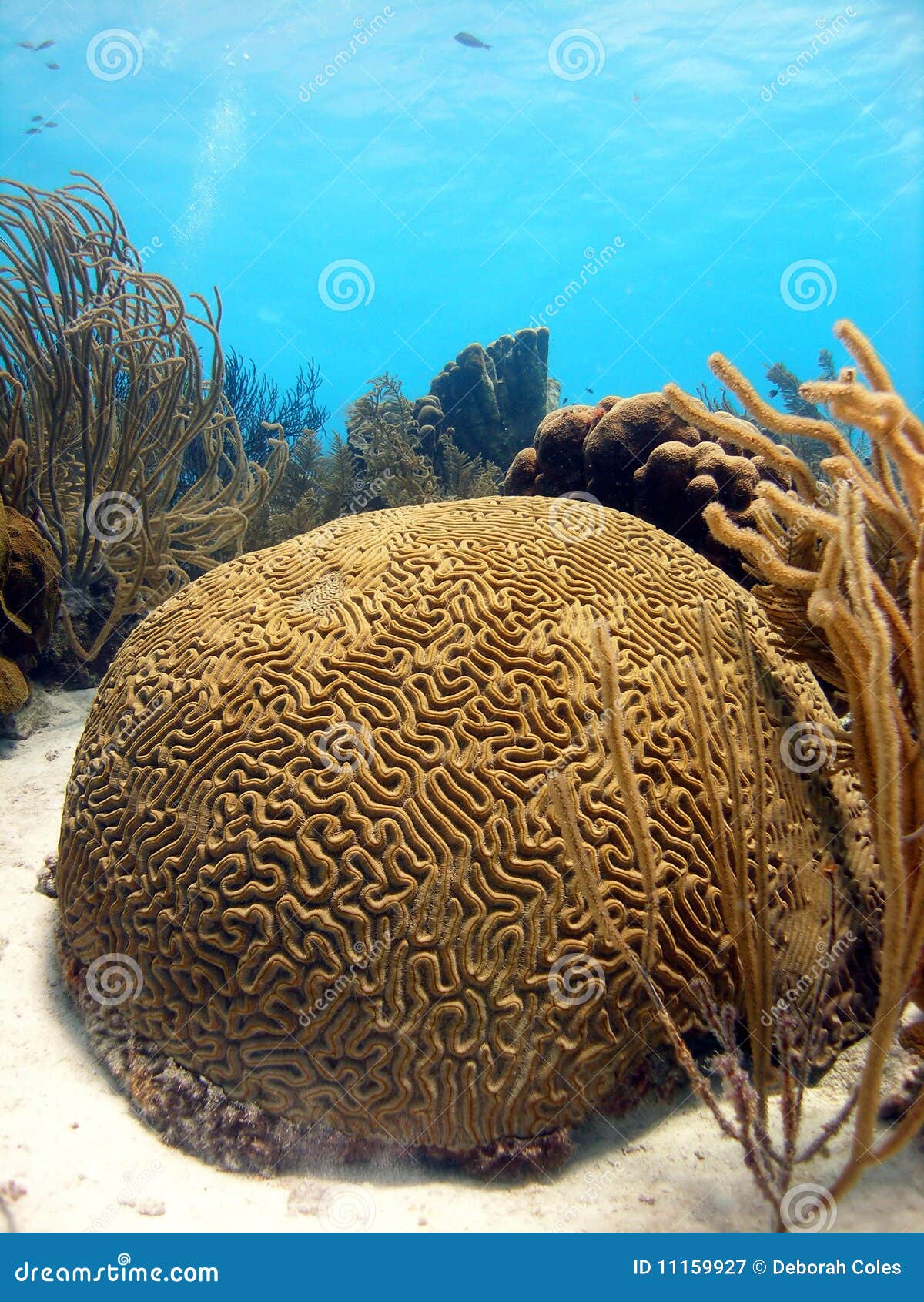 Brain coral stock image. Image of aquatic, environment - 11159927
