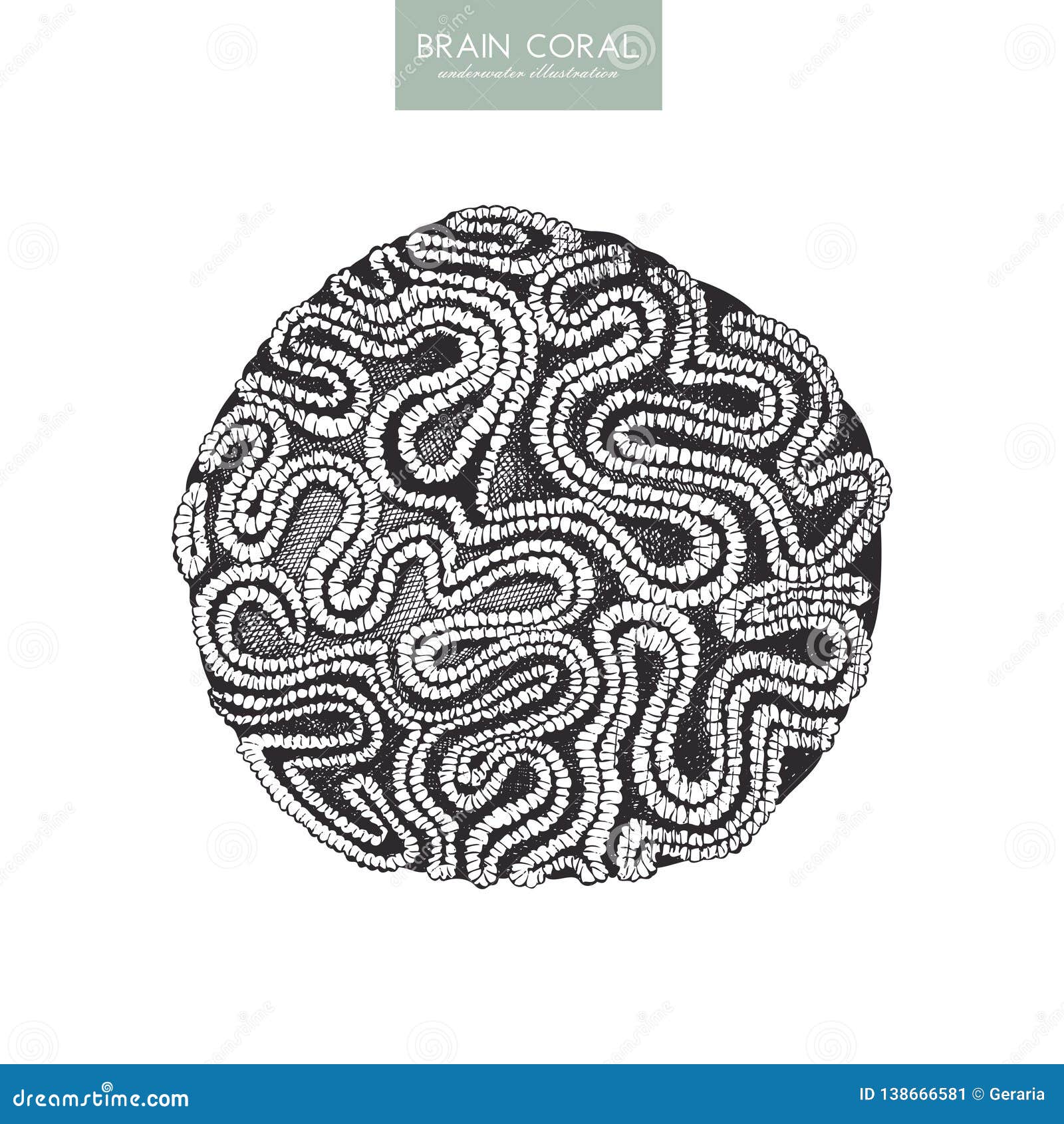 Vector Sketch of Hand Drawn Brain Coral. Vintage Underwater Natural ...