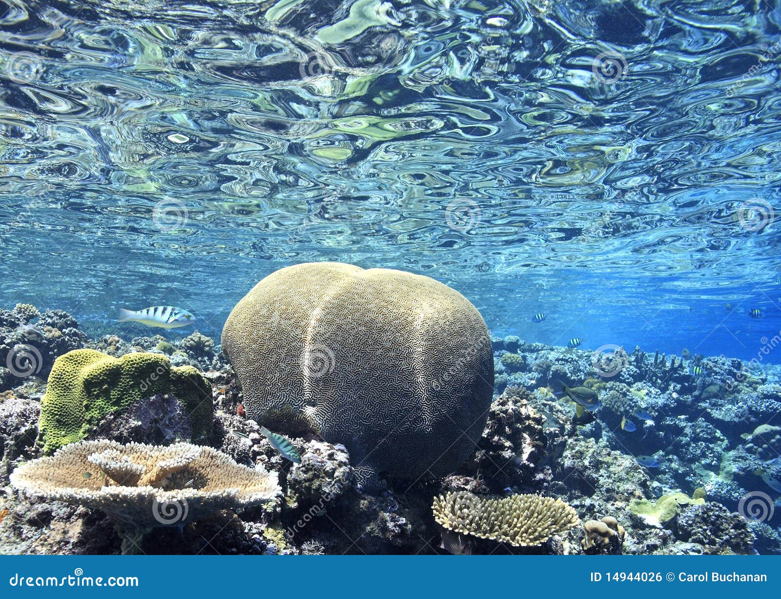 Brain Coral Texture Stock Photography | CartoonDealer.com #66148760