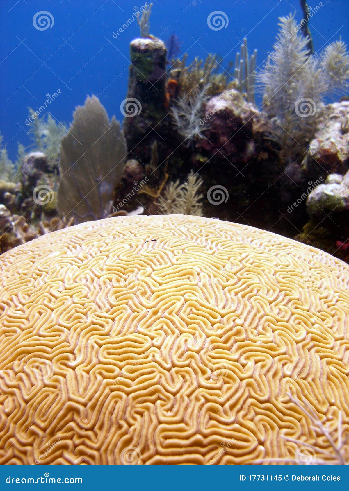 Brain coral stock image. Image of caribbean, dive, cayman - 17731145