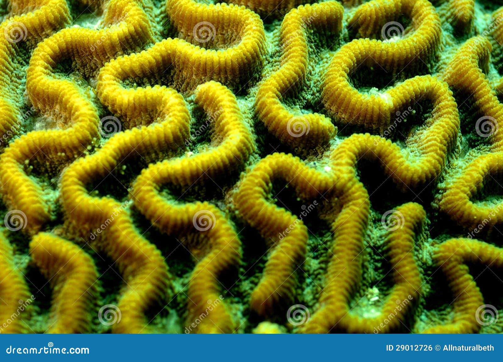 Brain coral stock photo. Image of organism, wildlife - 29012726