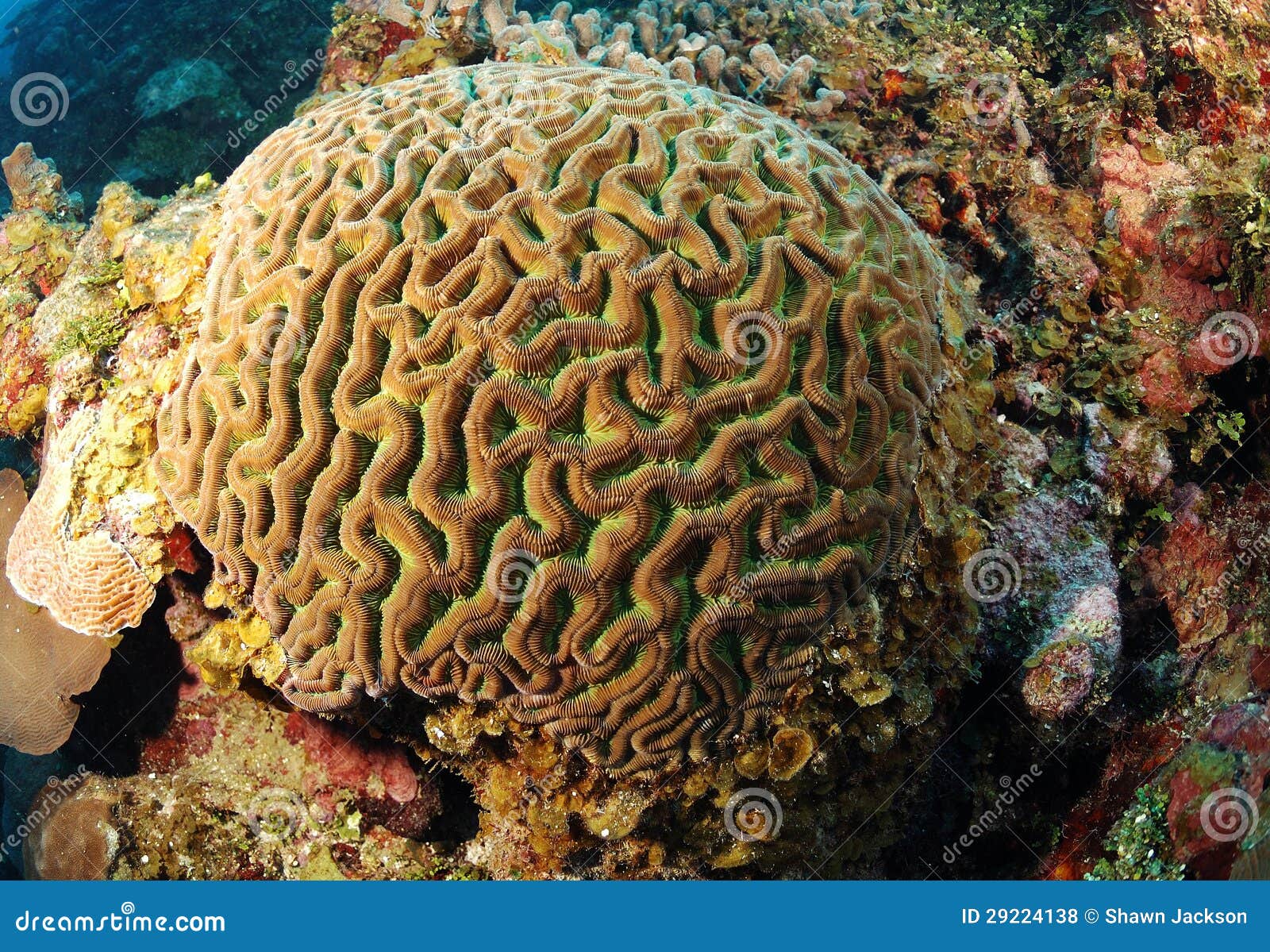Brain Coral Detail And Texture Stock Photo | CartoonDealer.com #62522580