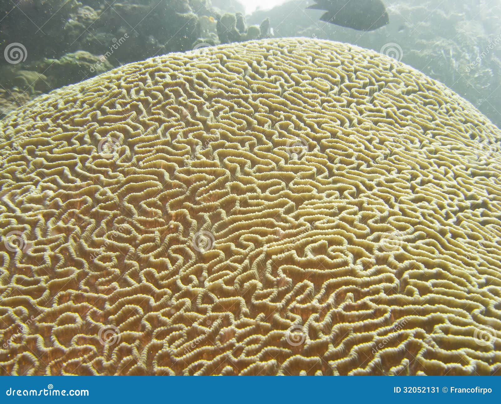 Brain_Coral imagen de archivo. Imagen de colorido, zambullida - 32052131