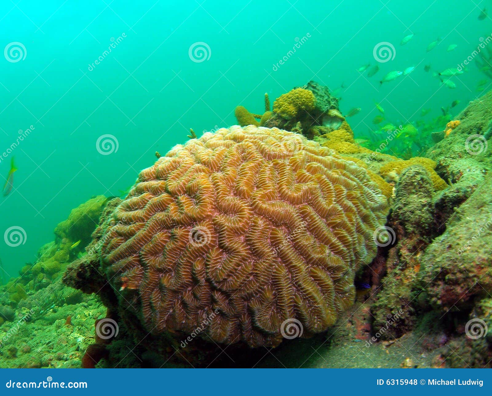 Brain Coral stock photo. Image of colourful, knobby, flamingo - 6315948