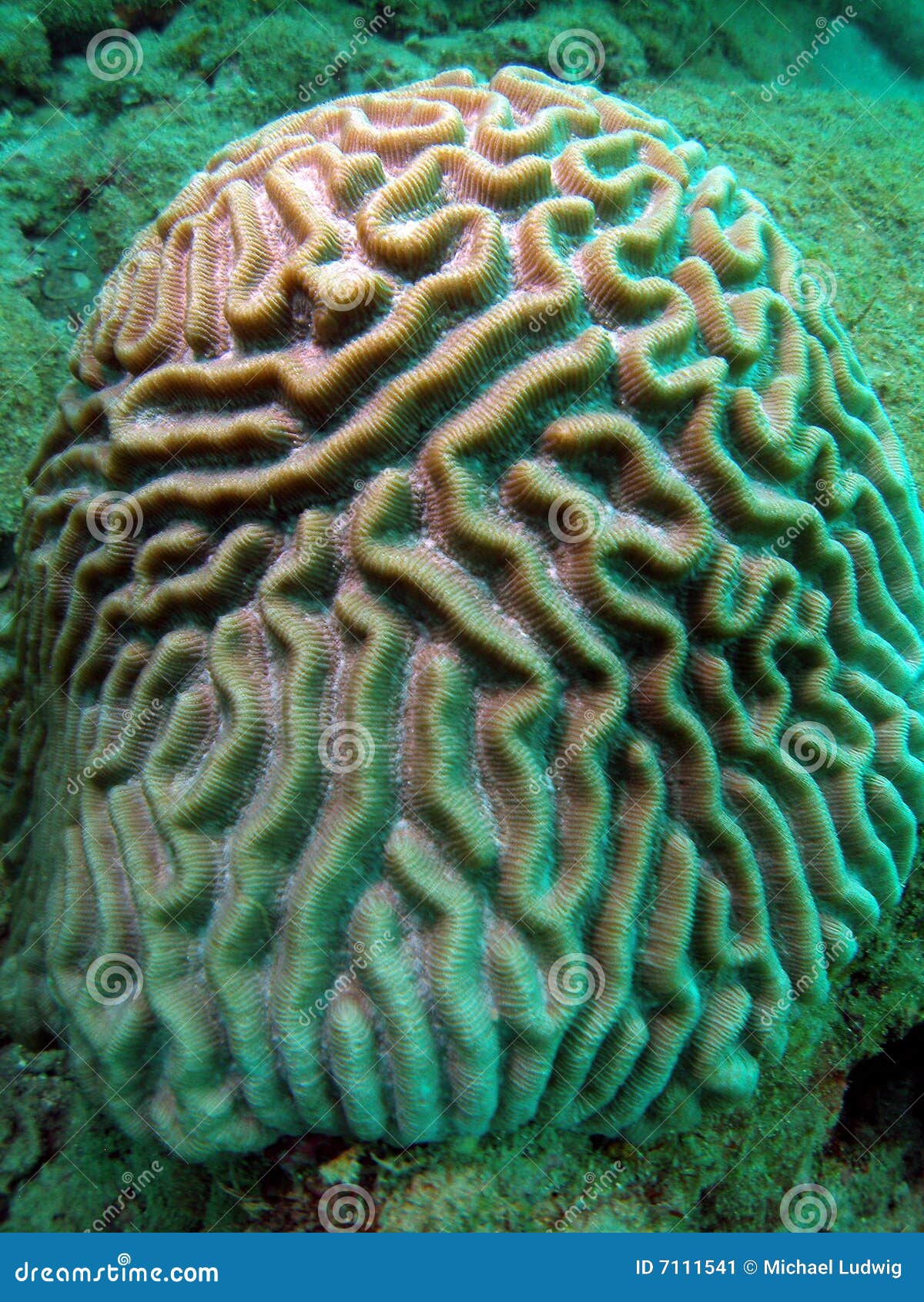 Brain Coral stock image. Image of barrel, dive, flamingo - 7111541