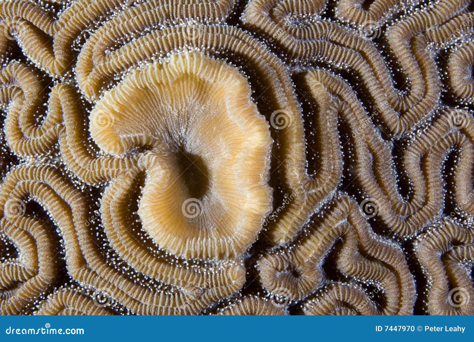 Brain Coral stock photo. Image of star, background, coral - 7447970