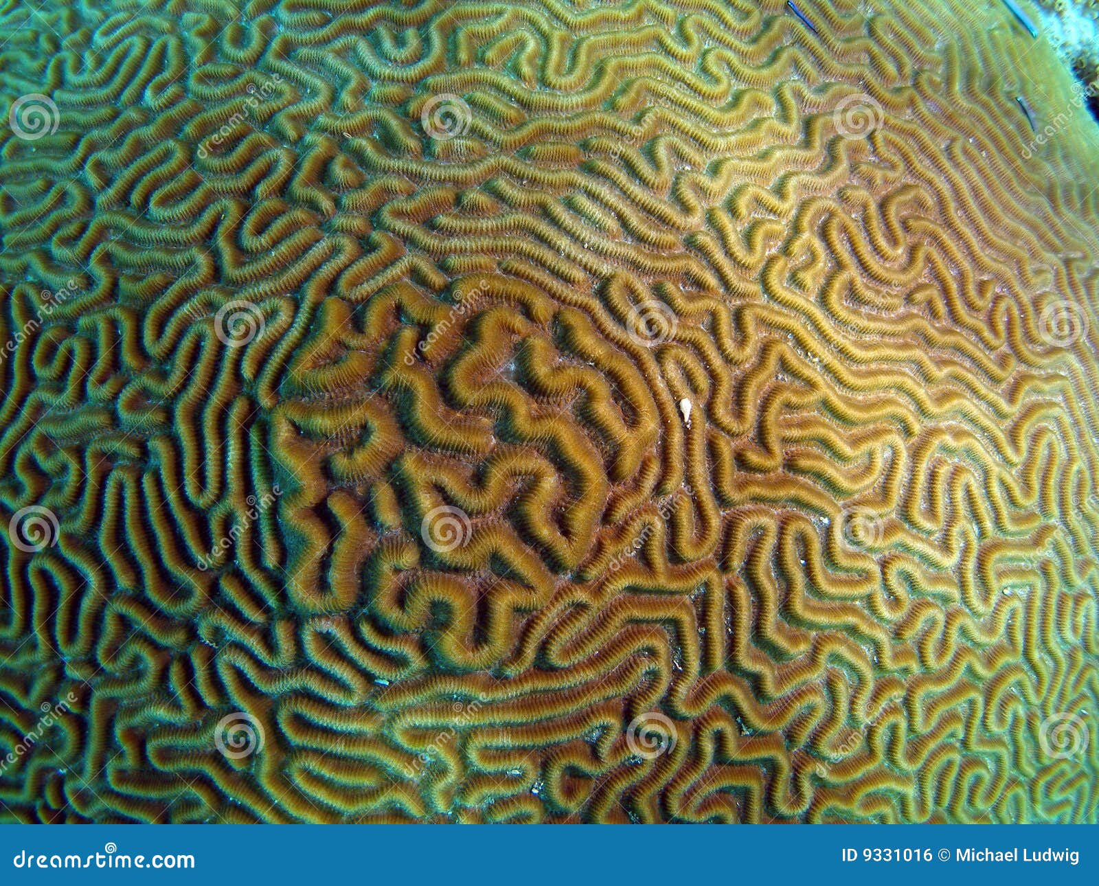 Brain Coral stock photo. Image of round, coral, blue, pattern - 9331016