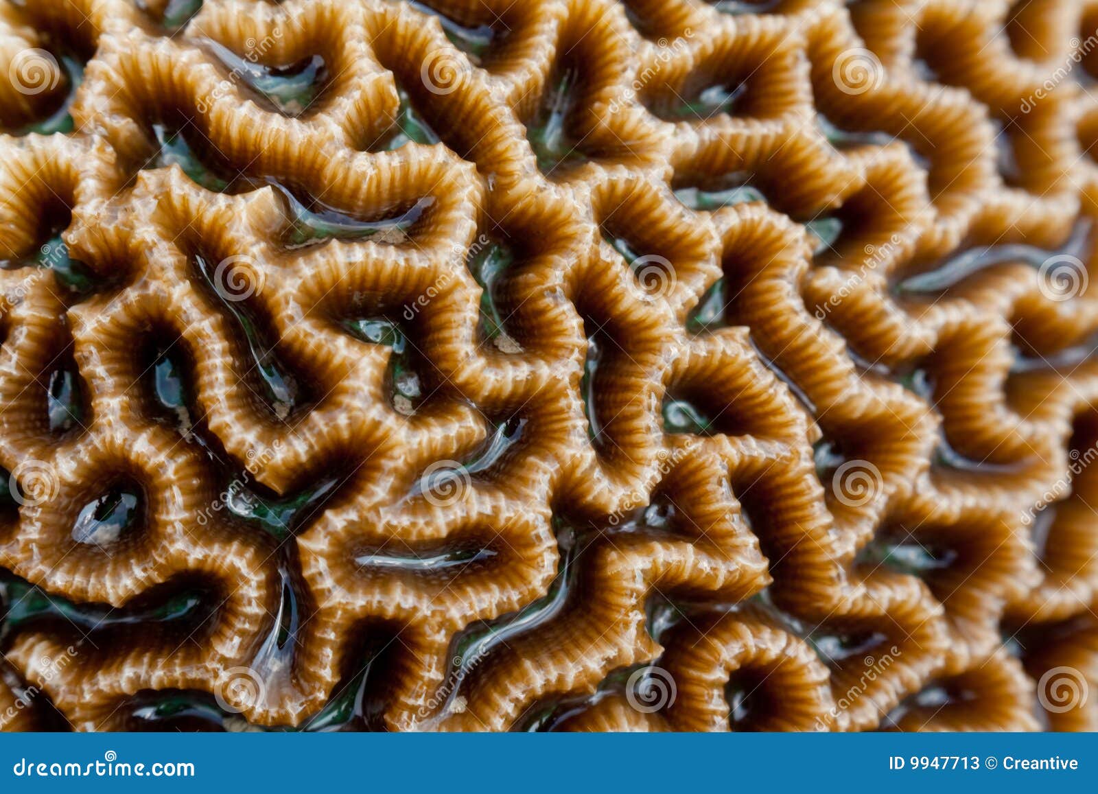 Brain Coral stock image. Image of waves, hard, lines, texture - 9947713